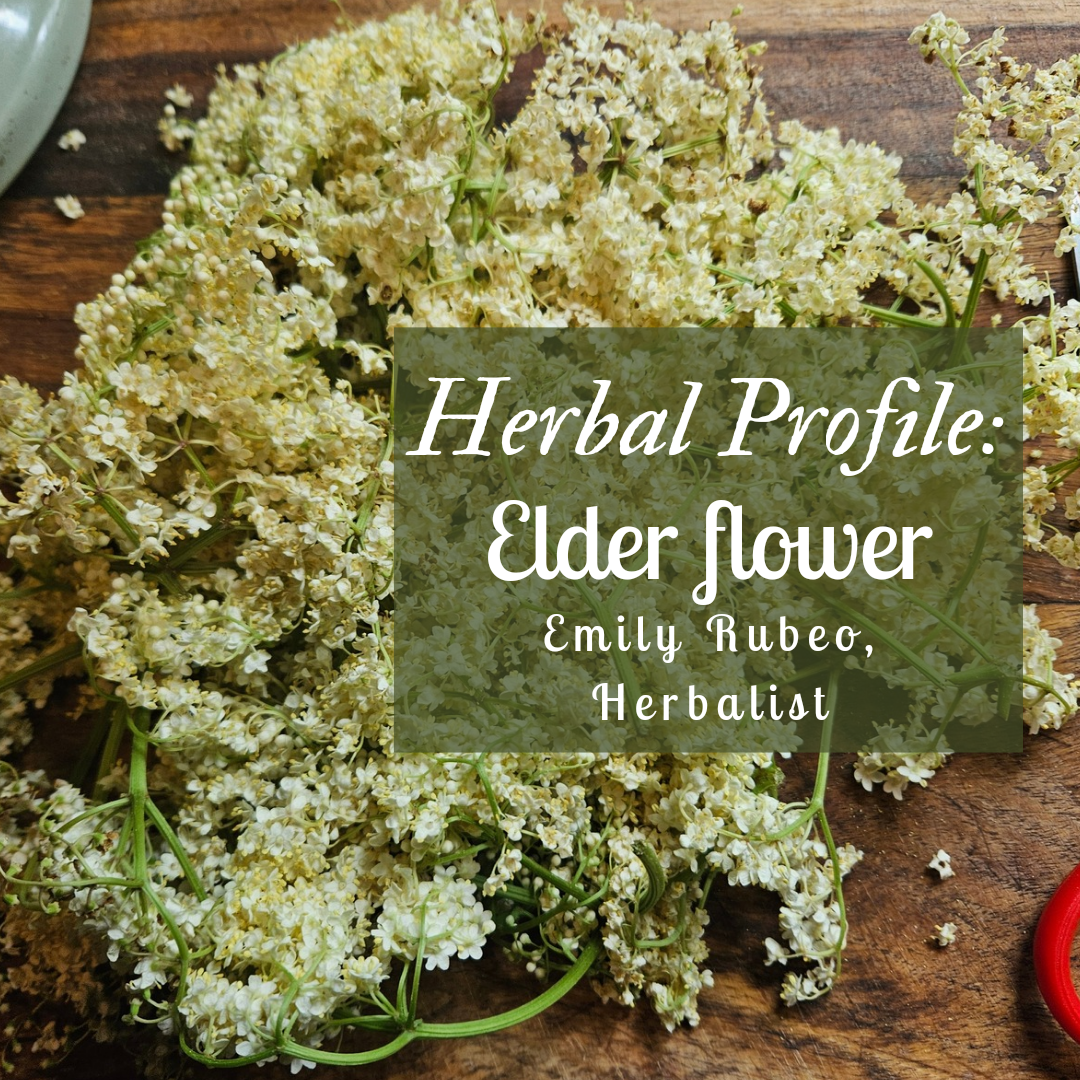 Herbal Monograph: Elder Flower – Handmade by Bumble