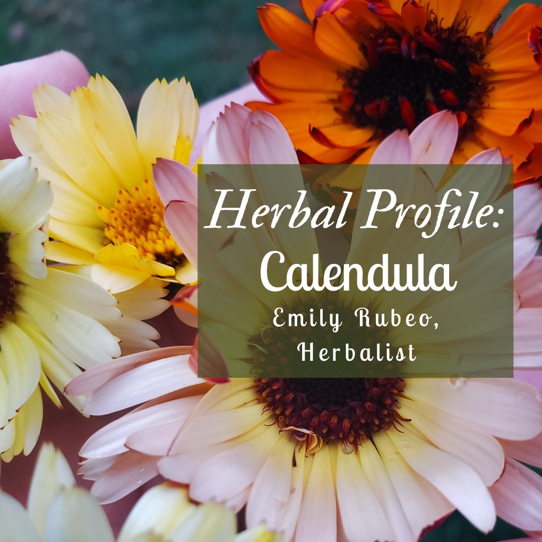 Herbal Monograph: Calendula – Handmade by Bumble